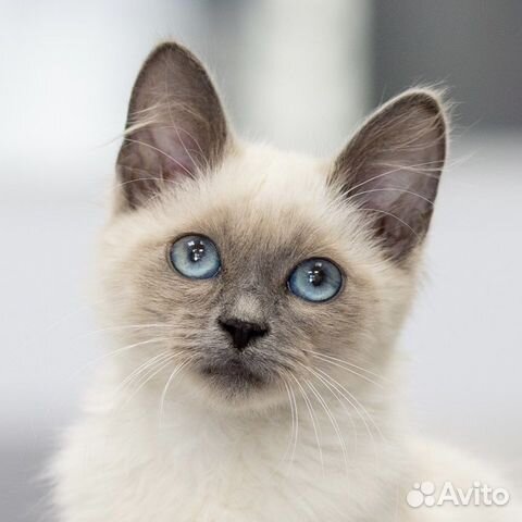 Тайская кошка