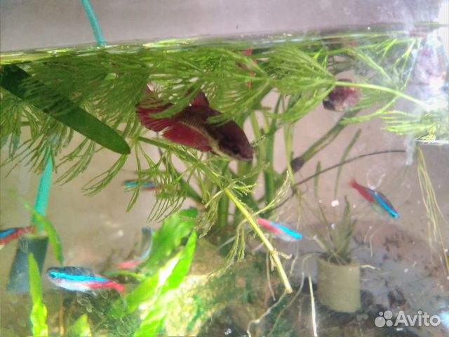 Аквариумные рыбки петушок