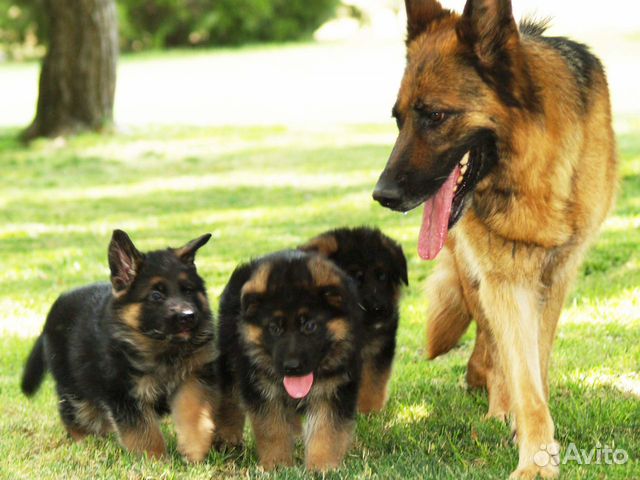 Умные немецкие овчарки - здоровые щенки