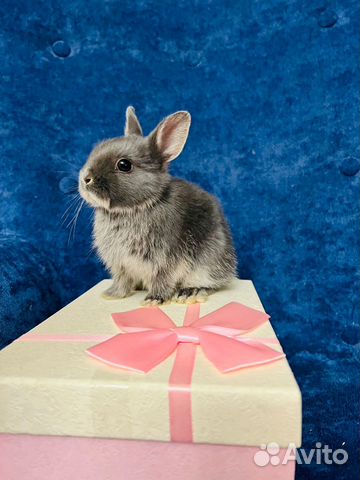 Кролики малыши декоративные