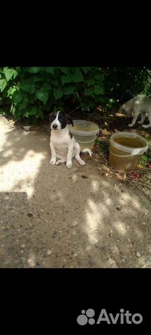 Помогите присторить щенков