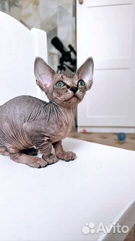 Канадский сфинкс. Алиментный котенок