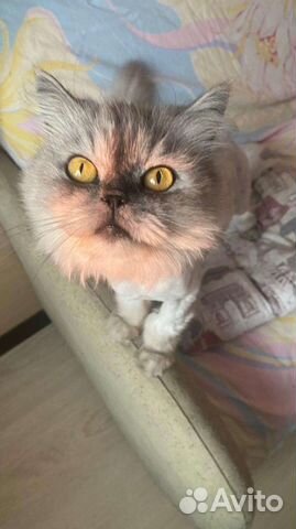 Кошка, которая притворялась котом
