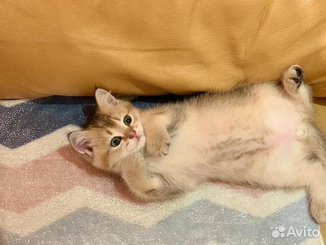 Шотландский котенок (в разведение)