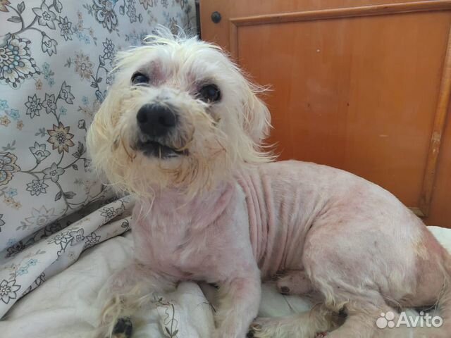Найдена болонка мальтийская