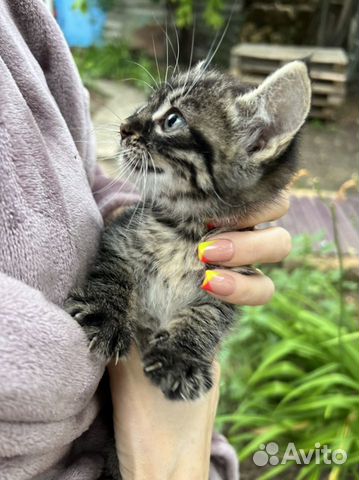 Котёнок Леха Отдам Бесплатно Привезу