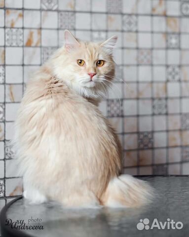 Серебряная роскошь Курильских бобтейлов