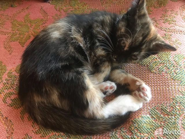 Котенок девочка
