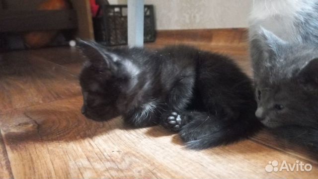 Чёрный кот