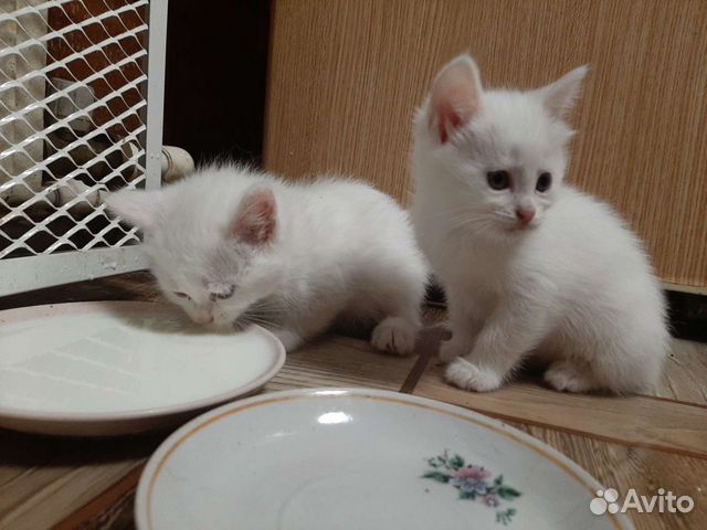 Маленькие котята, оба мальчики, почти 2 месяца