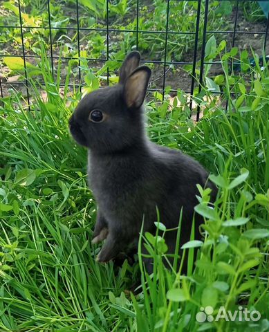 Нидерланский карликовый кролик