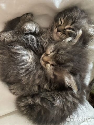 Шикарные котодетки