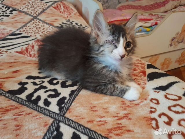 Котёнок Альф,2 месяца