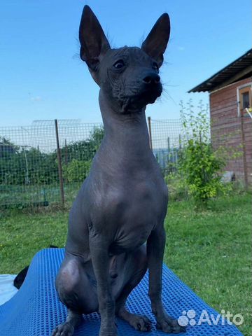 Мексиканская голая