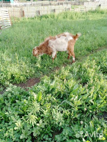 Продам козла 2 года