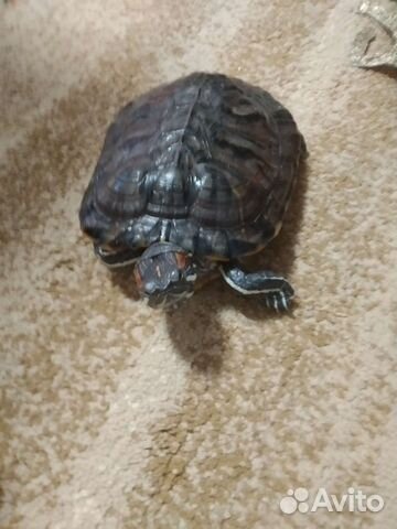 Красноухая черепаха