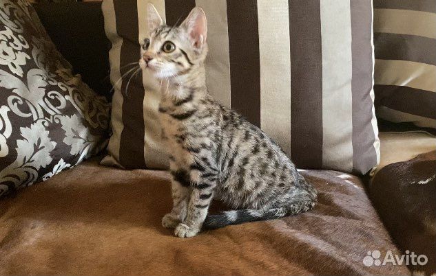 Сананна кошечка Янтра 2 мес