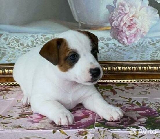 Щенок Джек-Рассел-терьер
