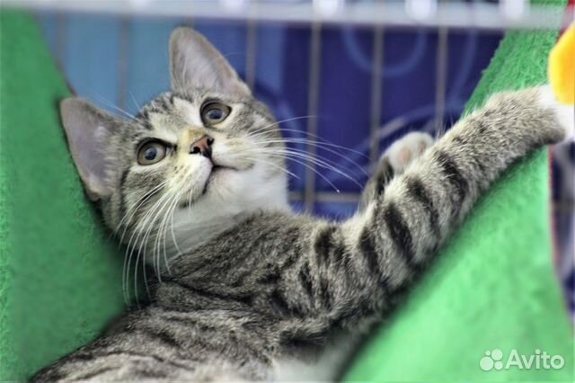 Рыся, маленькая кокетка в добрые руки