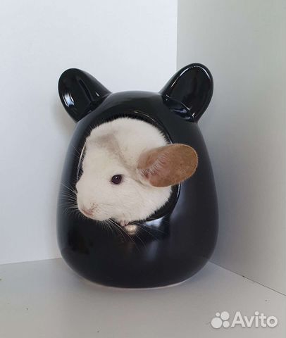 Шиншилленок мальчик бело-розовый 3,5 мес