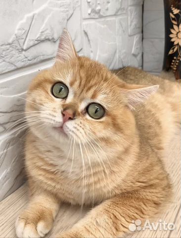 Очень ласковый котик