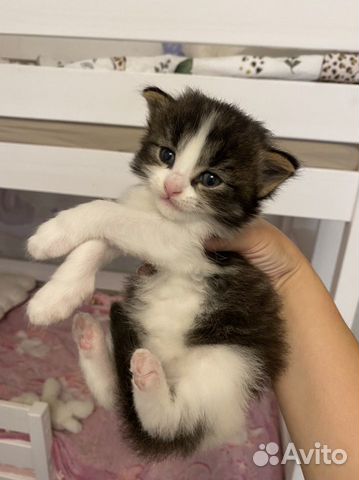 Котенок пушистик в добрые руки