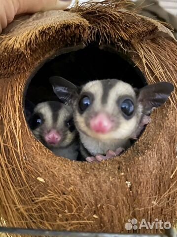 Белка летяга