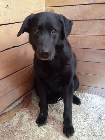 Ее обижали. Метис Лабрадора