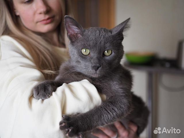 Котик помесь Русская голубая в дар