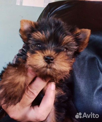 Йоркширский терьер мини беби фейс