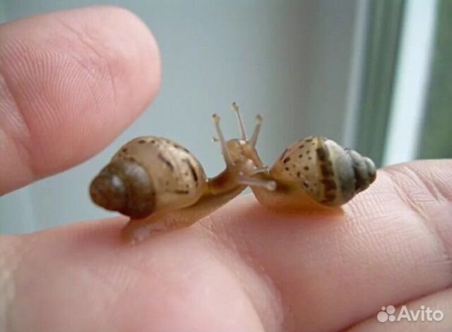 Отдаем бесплатно улиток ахатины