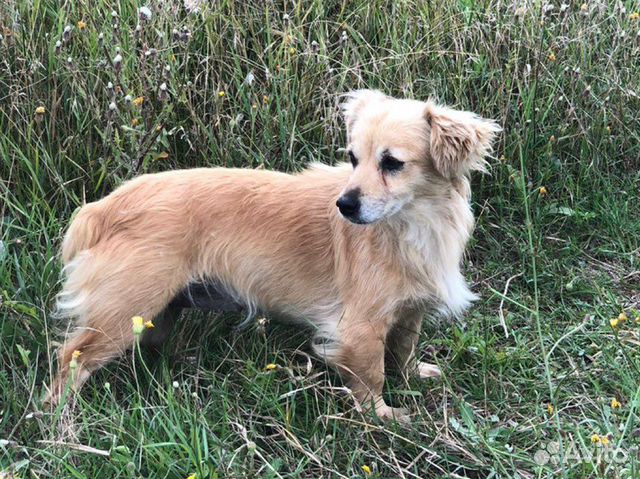 Маленькая собачка Боня ищет дом