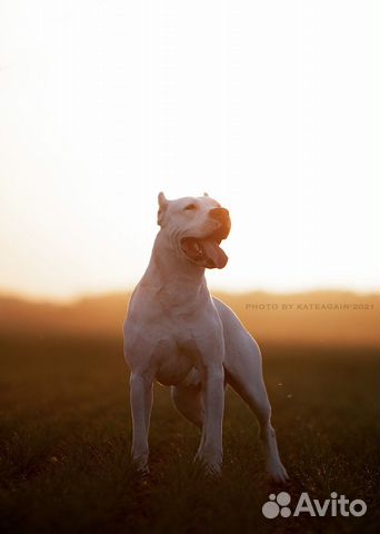 Аргентинский дог
