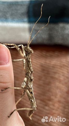 Продам палочников