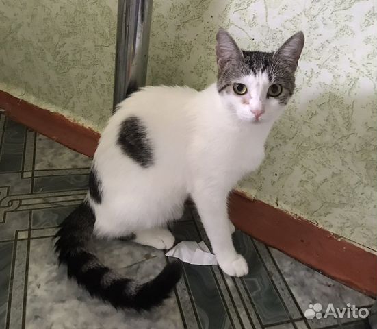 Стерилизованная кошечка подросток