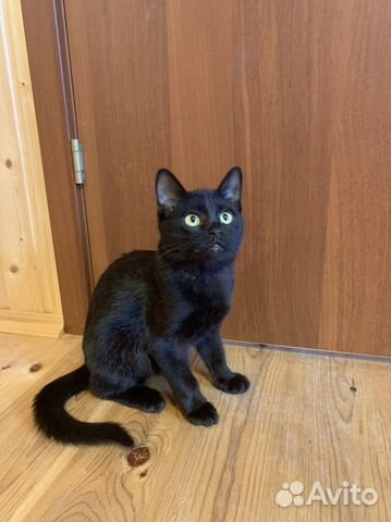 Спасенный котенок