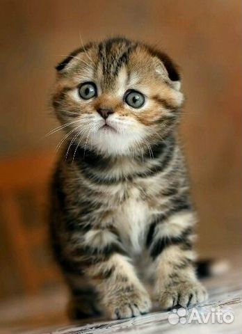 Вислоухие котята