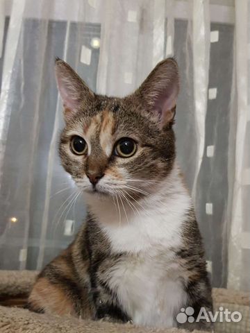 Трехцветка девочка Китти 2,5года стерилизованна