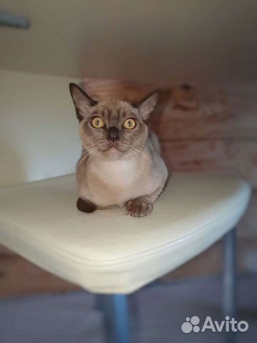Бурманская кошка