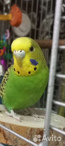 Волнистый попугай с клеткой