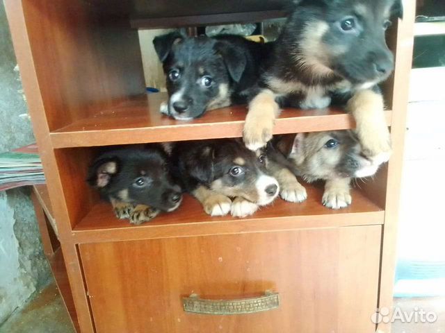 Щенки бесплатно