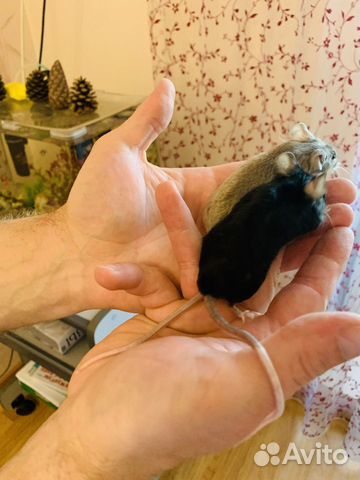 Сатиновые Мышки