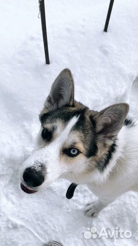 Герда ищет дом (девочка, 11 месяцев)