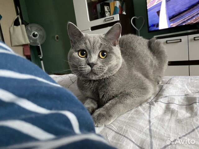 Британский кот вязка