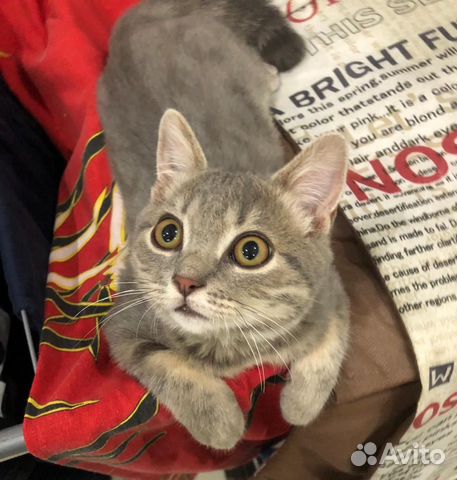 Котенок мальчик