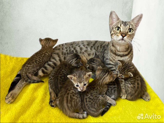 Египетская мау бронза котята
