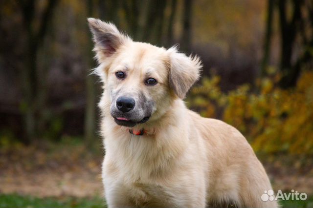 Ричи мягенькие ушки ждет вас щенок 1 год