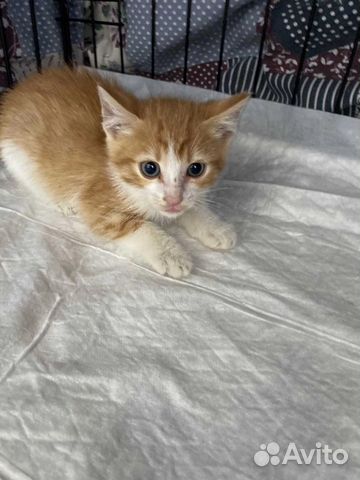 Котята рыжий мальчик и бело-серая девочка