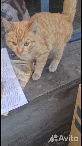 Котенку подростку нужен дом