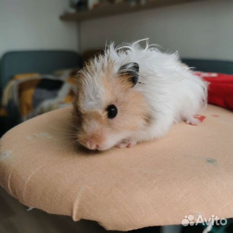 Сирийский хомяк с клеткой